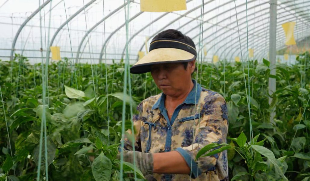 榆林市农业农村局_ 神木市：村企“联姻”激活振兴动能 绘就共同富裕新图景